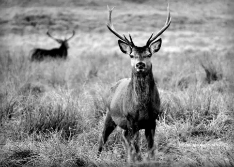 Around Buachaille Etive Beag - Discover Glencoe